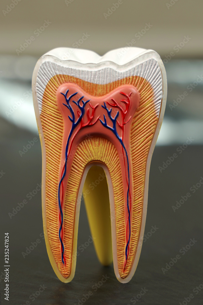Tooth cross section model Stock Photo | Adobe Stock