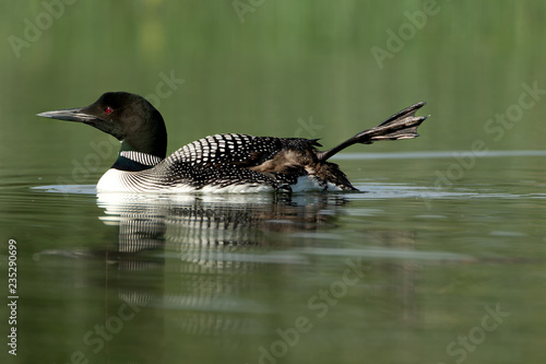 Common Loon foot wag taken in central MN Stock Photo | Adobe Stock