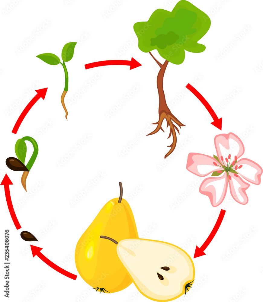 Vector de Stock Life cycle of pear tree. Plant growth stage | Adobe Stock