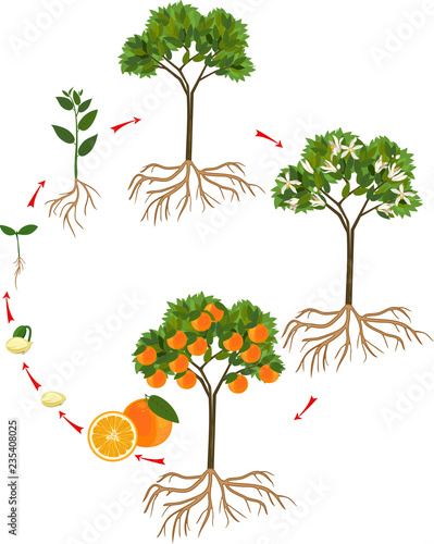 Life cycle of orange tree. Stages of growth from seed and sprout to ...
