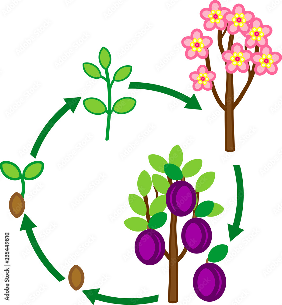 Life cycle of plum tree. Plant growth stage from seed to tree with ... Life cycle of plum tree. Plant growth stage from seed to tree with ...