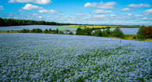 NZ Flax Plant Free Stock Photo - Public Domain Pictures