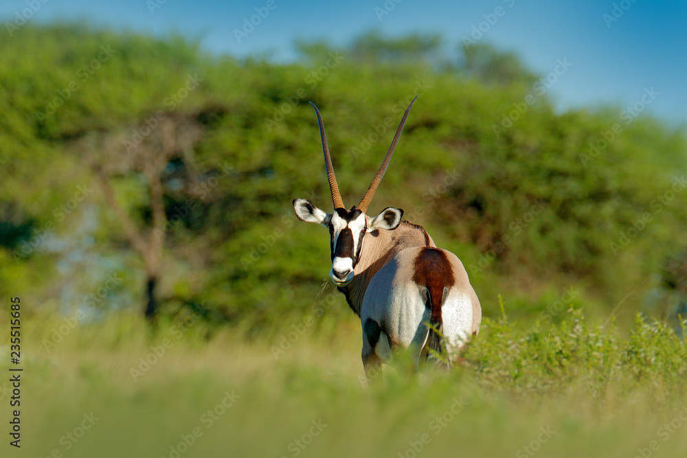 Gemsbok with green forest, evening sunset. Gemsbuck, Oryx gazella ...