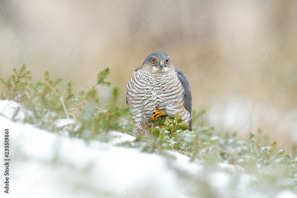 Eurasian sparrowhawk, Accipiter nisus, sitting on the snow in the ...