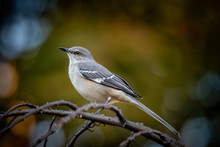 Proud Mockingbird Free Stock Photo - Public Domain Pictures