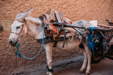 Hungry Donkey Free Stock Photo - Public Domain Pictures