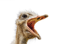 Ostrich Bird Profile Free Stock Photo - Public Domain Pictures
