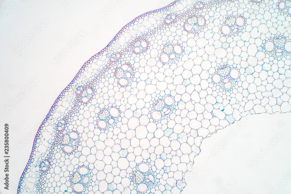 Cross sections of plant stem under microscope view. Stock Photo | Adobe ...