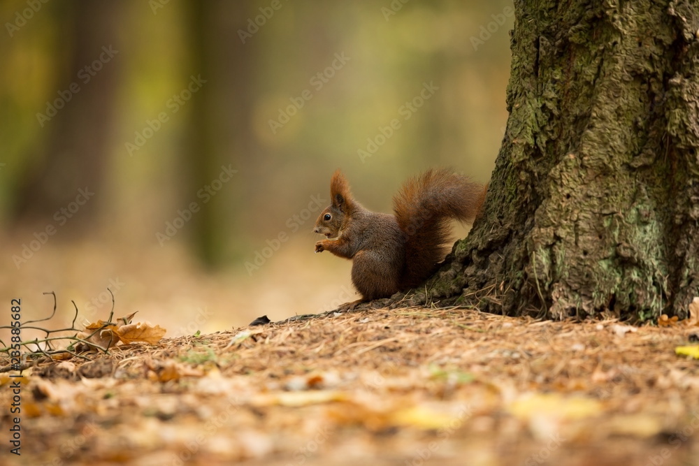 Squirrel. The squirrel was photographed in the Czech Republic. Squirrel ...
