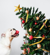 Dog And Christmas Tree Free Stock Photo - Public Domain Pictures