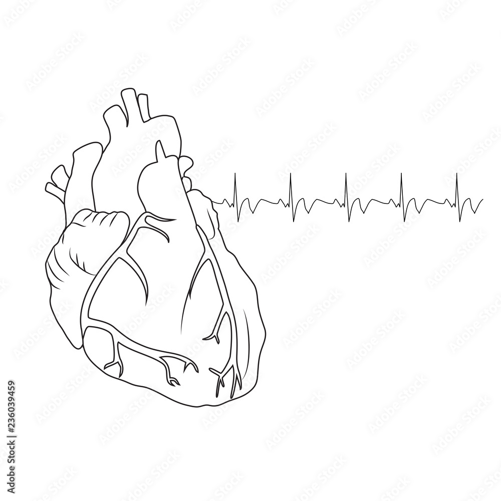 Human heart. Anatomy flat illustration. Outline image, white background ...