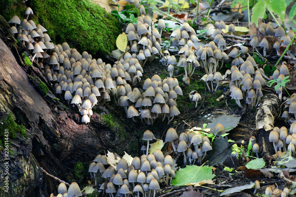 Coprinellus micaceus, Glistening Inkcap mushroom Stock Photo | Adobe Stock