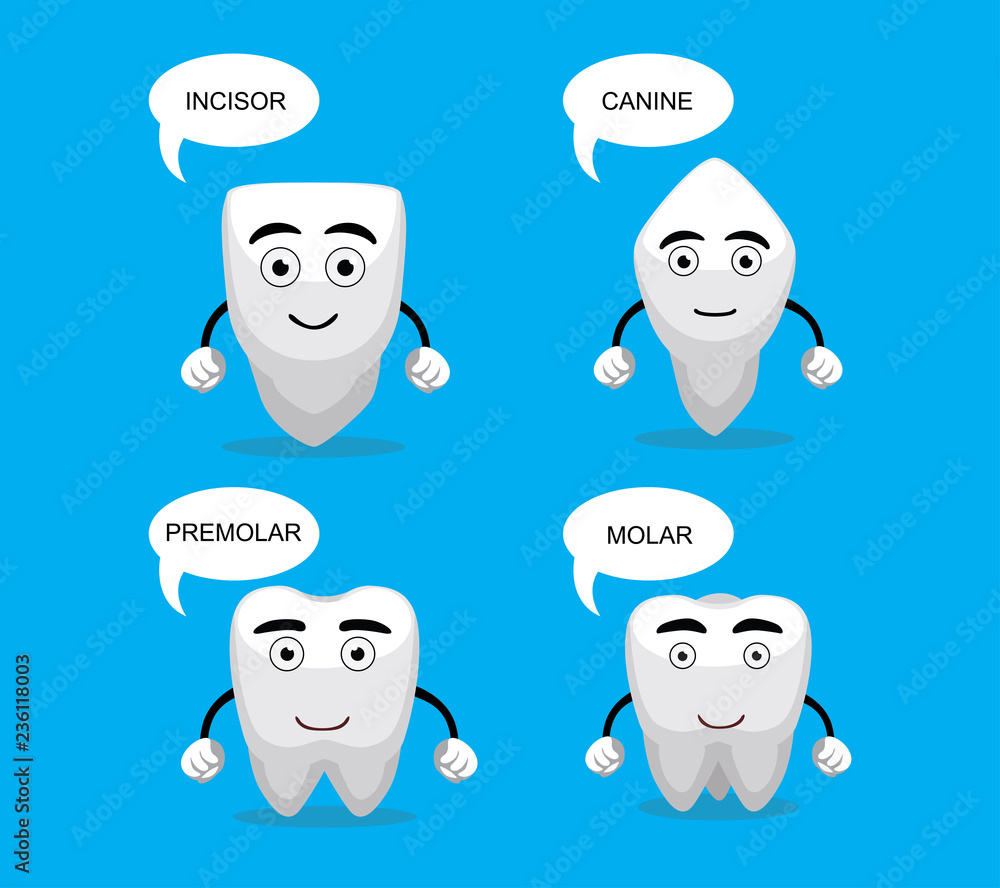 Tooth Types Cute Cartoon Vector Illustration Stock Vector | Adobe Stock