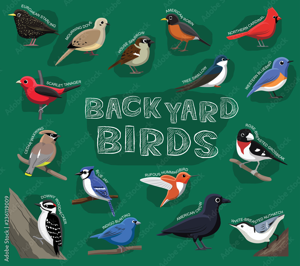 เวกเตอร์ Stock Backyard Birds Cartoon Vector Illustration | Adobe Stock