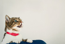 Cat Meowing Free Stock Photo - Public Domain Pictures