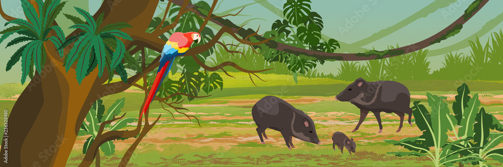 Peccary with a cub and a macaw parrot in the jungle. A tropical forest ...