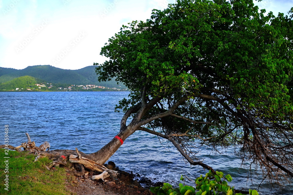 The Manchineel tree, Hippomane mancinella is among the most poisonous ...