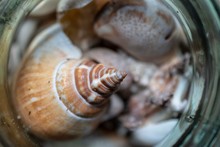 Concentric Conch Sea Shell Free Stock Photo - Public Domain Pictures
