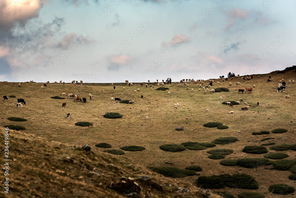 Sar Mountains, Sar Planina, Macedonia - Mixed Herd of Sheep and Cattle ...