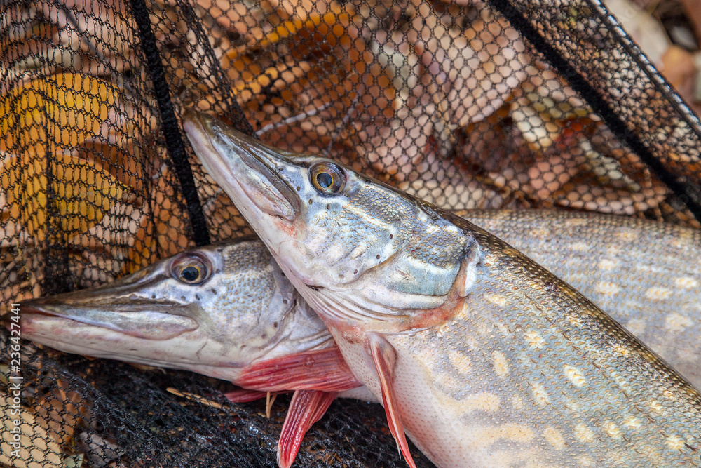 Freshwater pike fish. Two freshwater pikes fish and black landing net ...