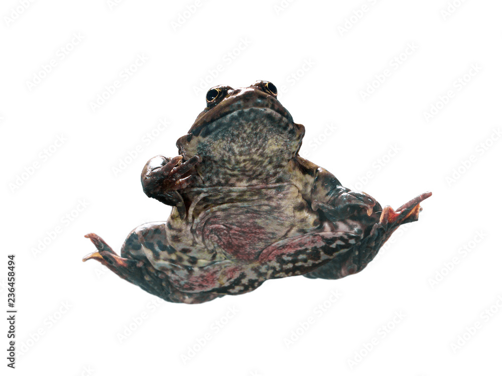 Frog in different angles on a white background. Stock Photo | Adobe Stock