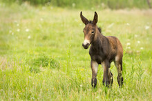 Mule Free Stock Photo - Public Domain Pictures