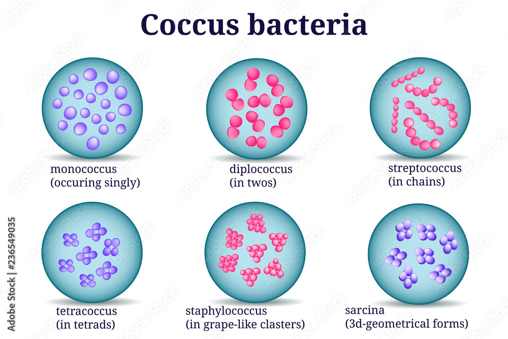 Arrangements of coccus bacterial microorganism in Petri dish. Stock ...
