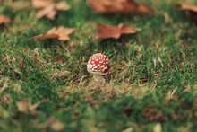 Small Red Toadstool Free Stock Photo - Public Domain Pictures