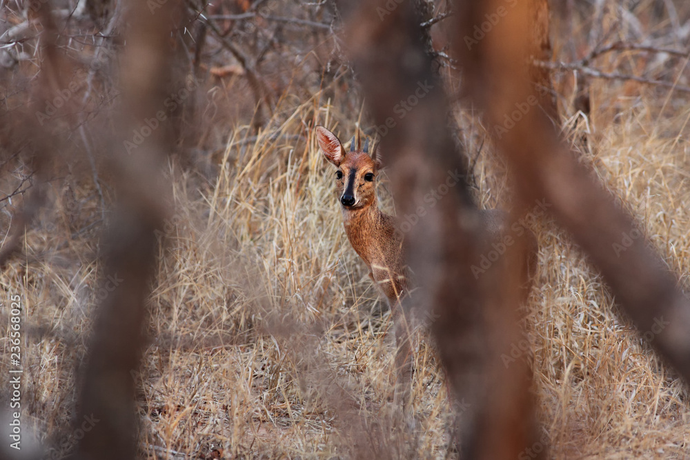 The common duiker (Sylvicapra grimmia), also known as the grey or bush ...