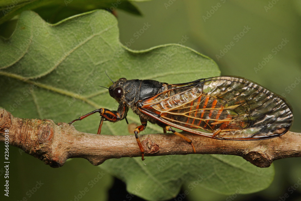 Colorful cicada on a close up horizontal picture. A rare species ...