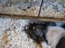 Five Cute Pigs Piglets 1891 Free Stock Photo - Public Domain Pictures