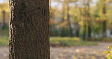 Maple Tree Trunk Free Stock Photo - Public Domain Pictures