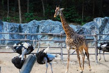 Giraffe And Ostrich Free Stock Photo - Public Domain Pictures