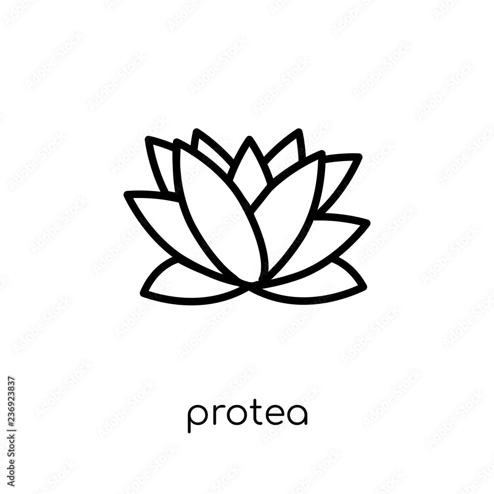 Protea icon. Trendy modern flat linear vector Protea icon on white ...