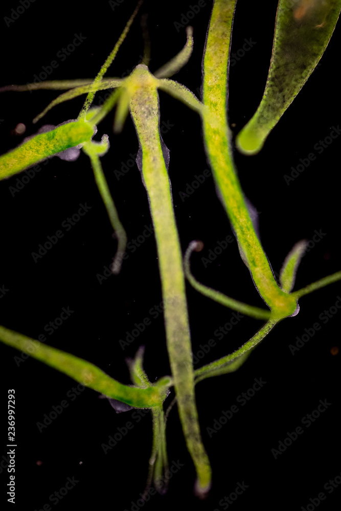 Hydra is a genus of small, fresh-water animals of the phylum Cnidaria ...