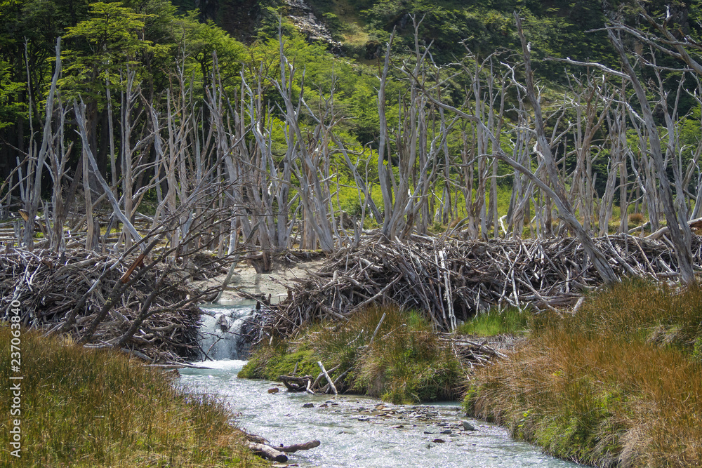 Dead forest (caused by beavers) in Tierra del Fuego, Argentina Stock ...