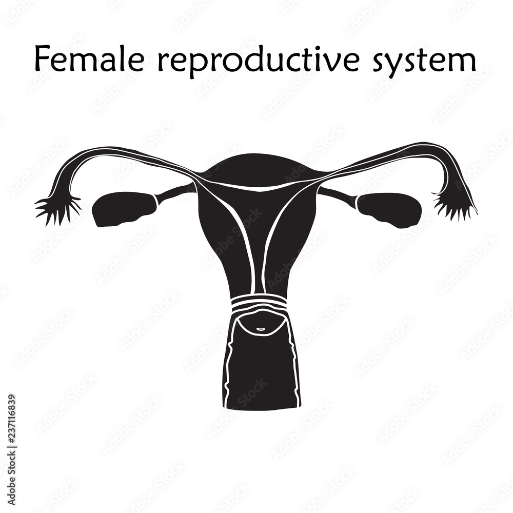 Female reproductive system. Anatomy silhouette vector illustration ...