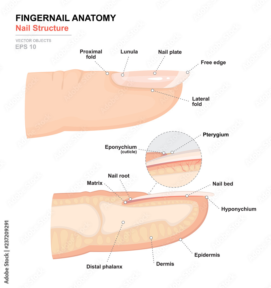 Science of human body. Anatomical training poster. Fingernail Anatomy ...