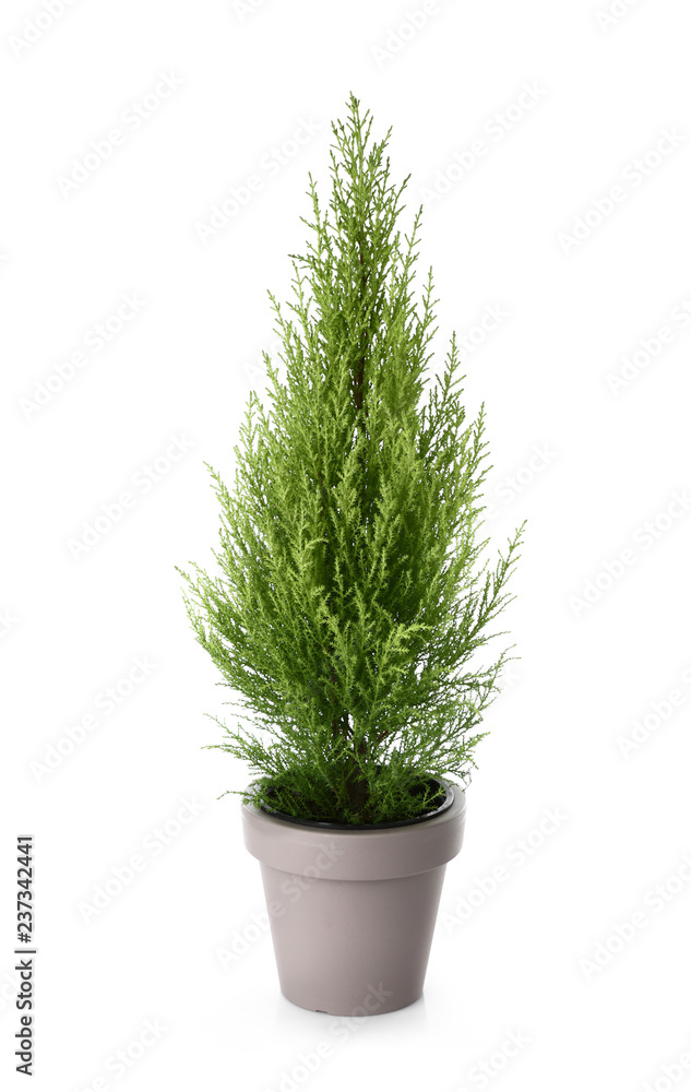 Cypress tree on white background Stock Photo | Adobe Stock