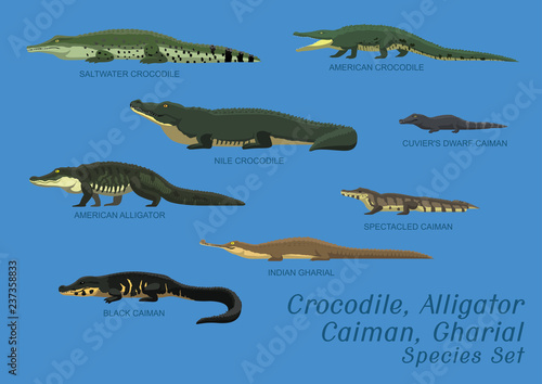 Various Crocodile Alligator Caiman Gharial Species Set Cartoon Vector ...