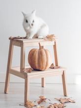 Fall Autumn Rabbits Free Stock Photo - Public Domain Pictures