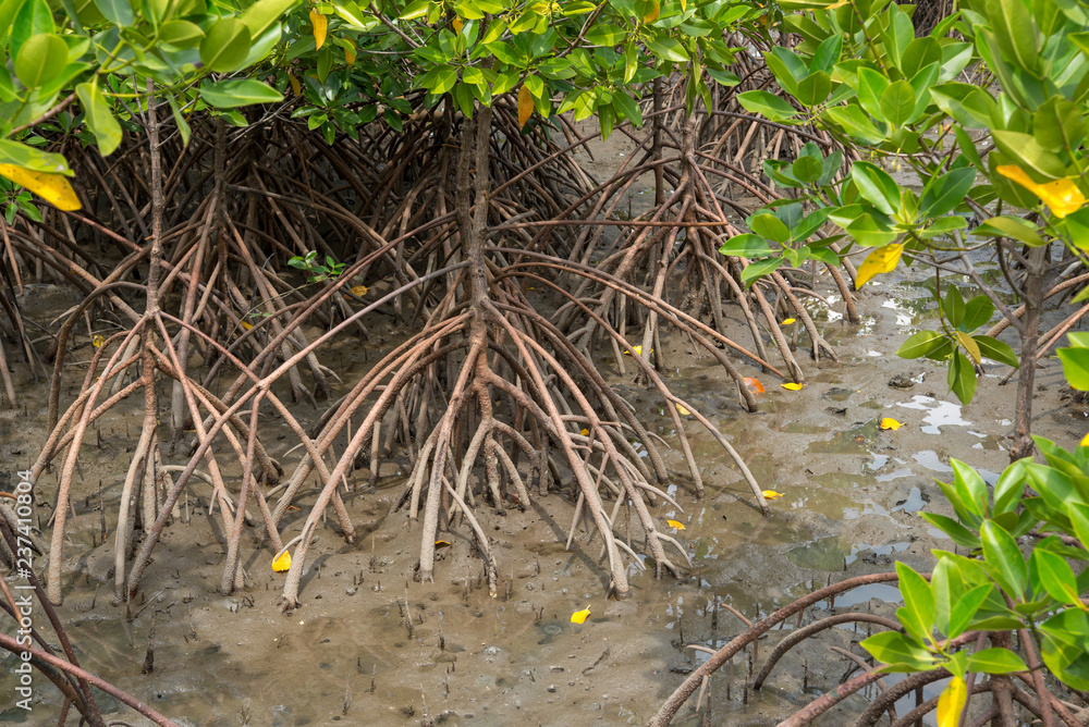 Closeup of mangrove roots in dense estuary beach forest during low tide ...