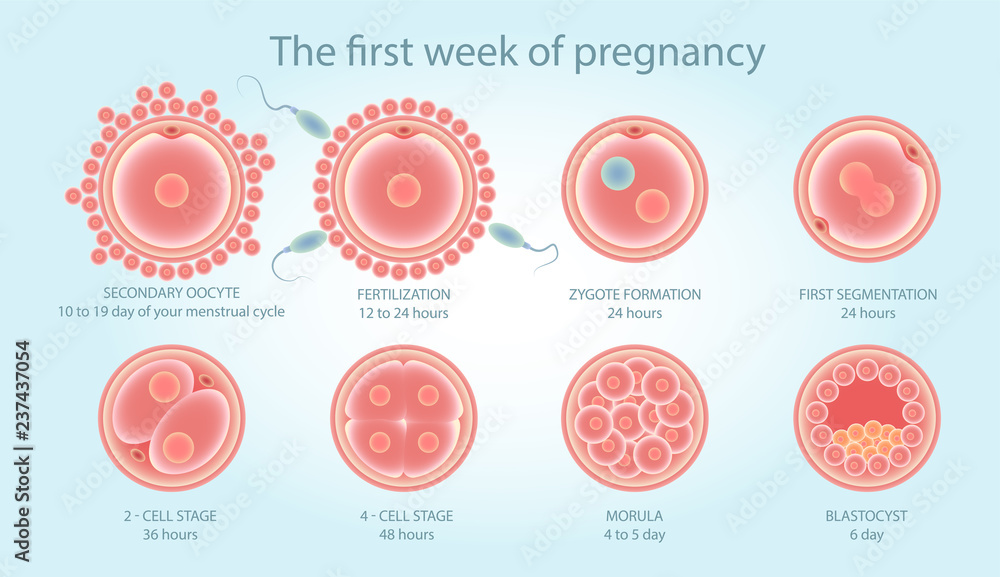 Stages of development of fertile cells. Stages of fetal development ...