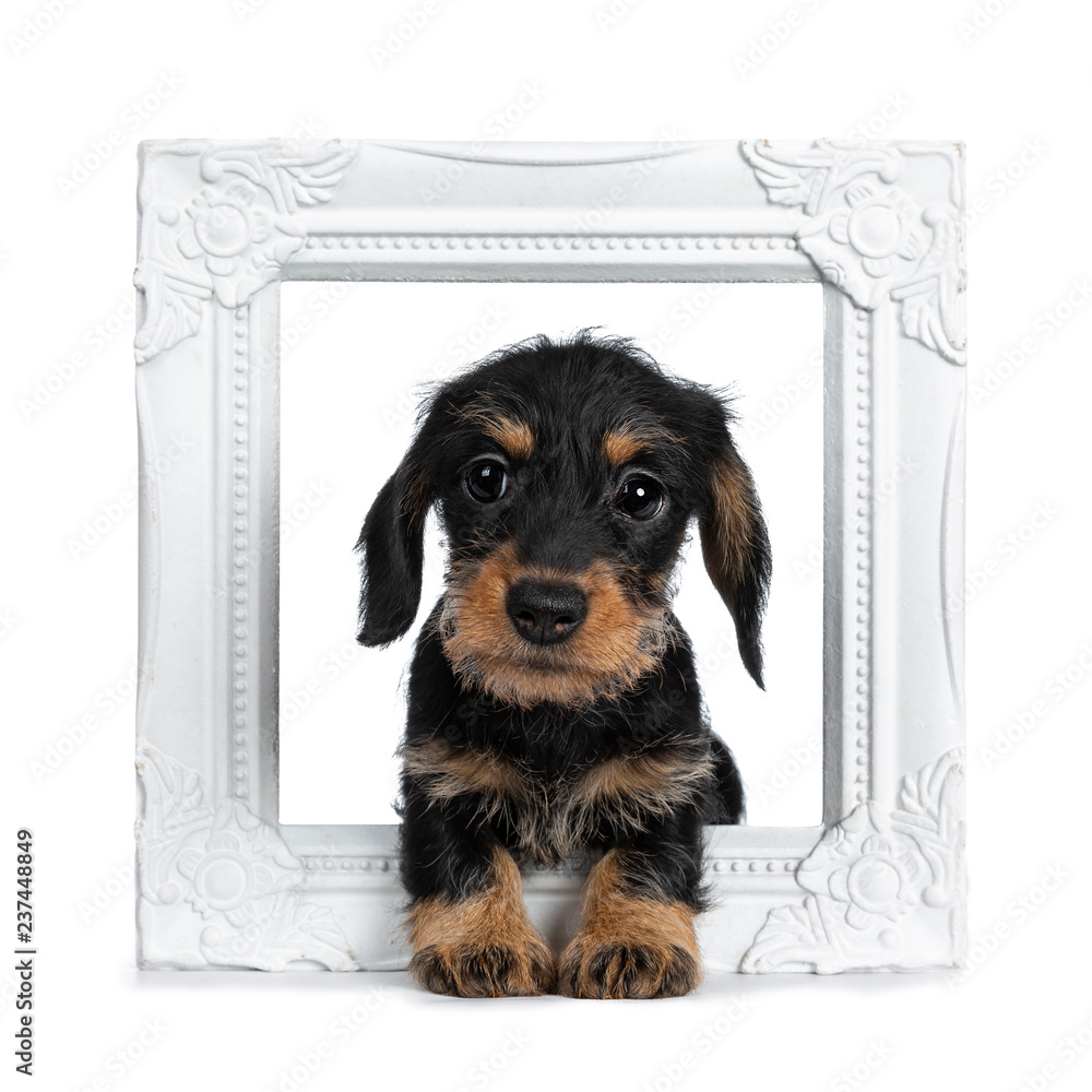 Super cute Mini Dachshund wirehaired sitting through white image frame ...