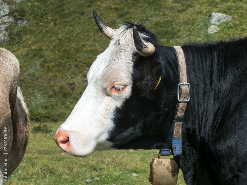 Animali della fattoria Stock Photo | Adobe Stock