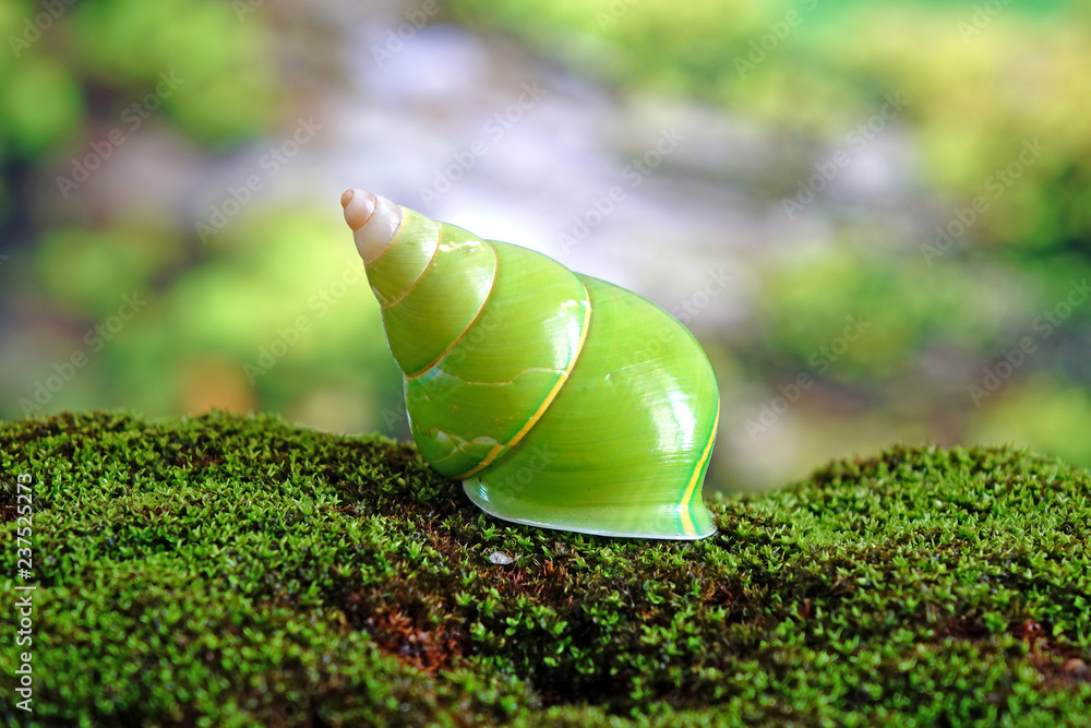 Emerald green snail or Green tree snail, scientific name : Papustyla ...