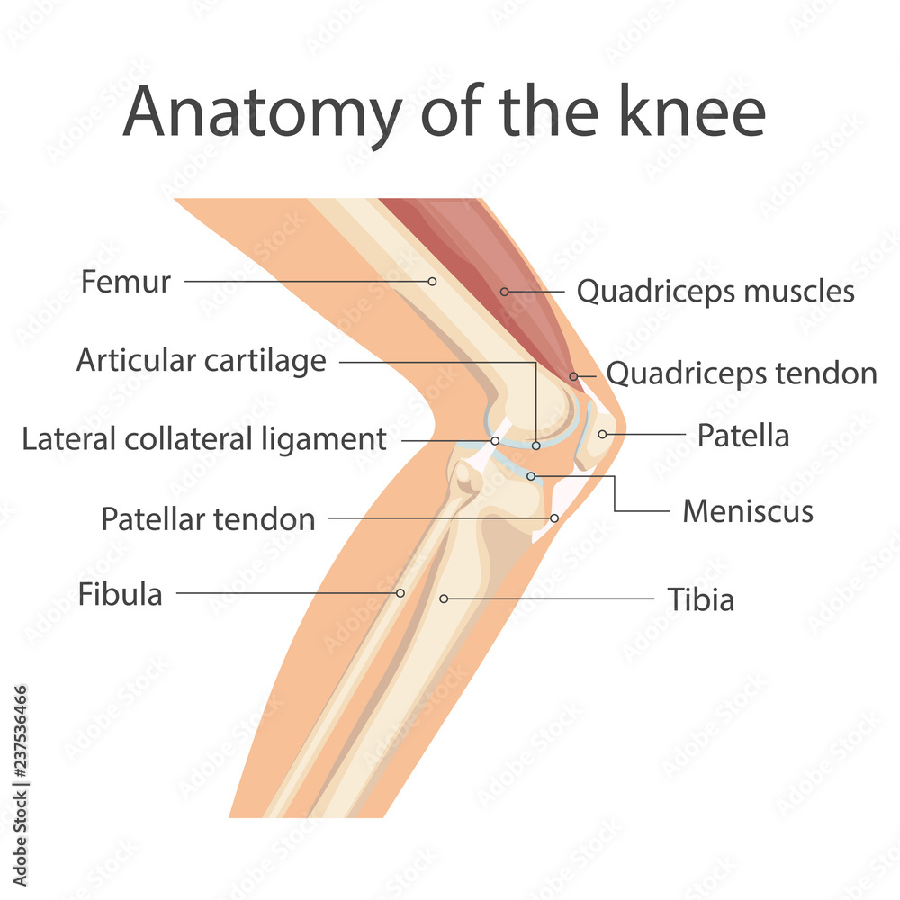 Anatomy of the knee joint, The main parts of the knee joint. Knee-joint ...