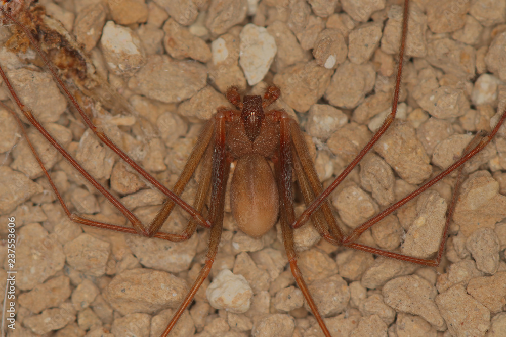 Foto de Stock Loxosceles rufescens, the Mediterranean recluse spider ...