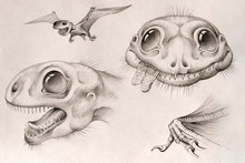 Pterosaur Fossils Vintage Art Free Stock Photo - Public Domain Pictures