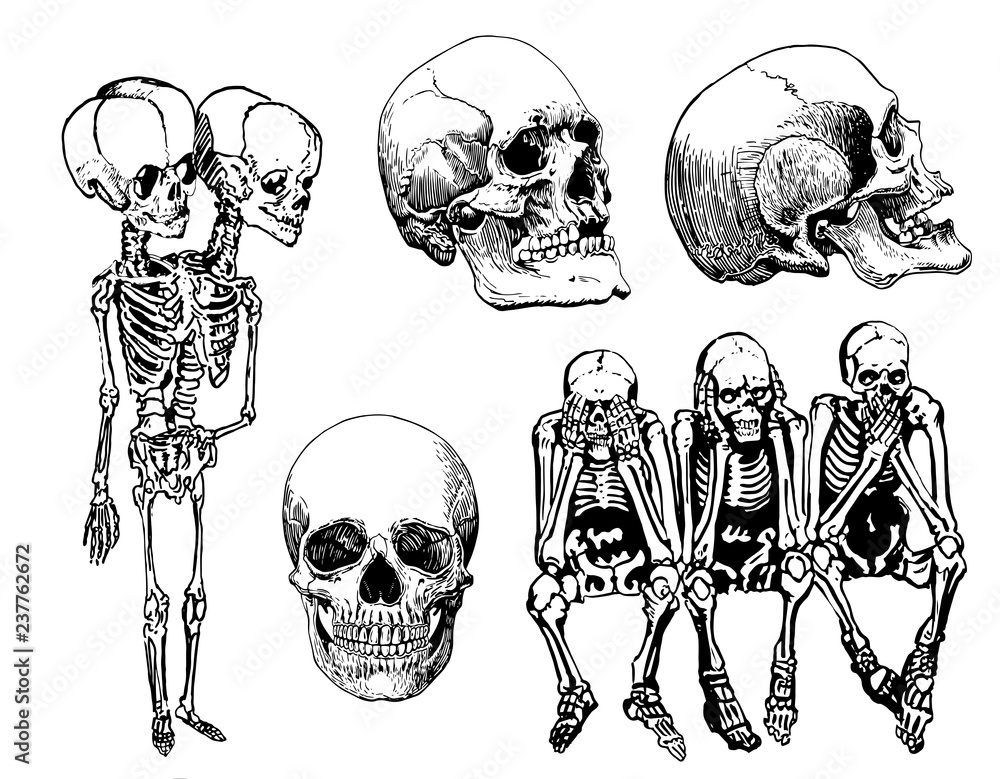 Graphical set of skeletons and human skulls isolated on white,vector ...